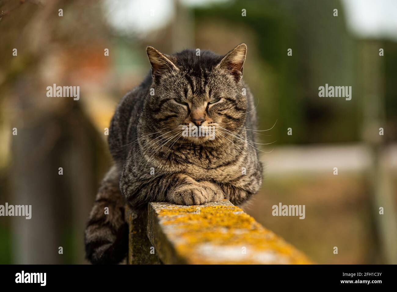 Cat rest on the wall 2 Stock Photo - Alamy