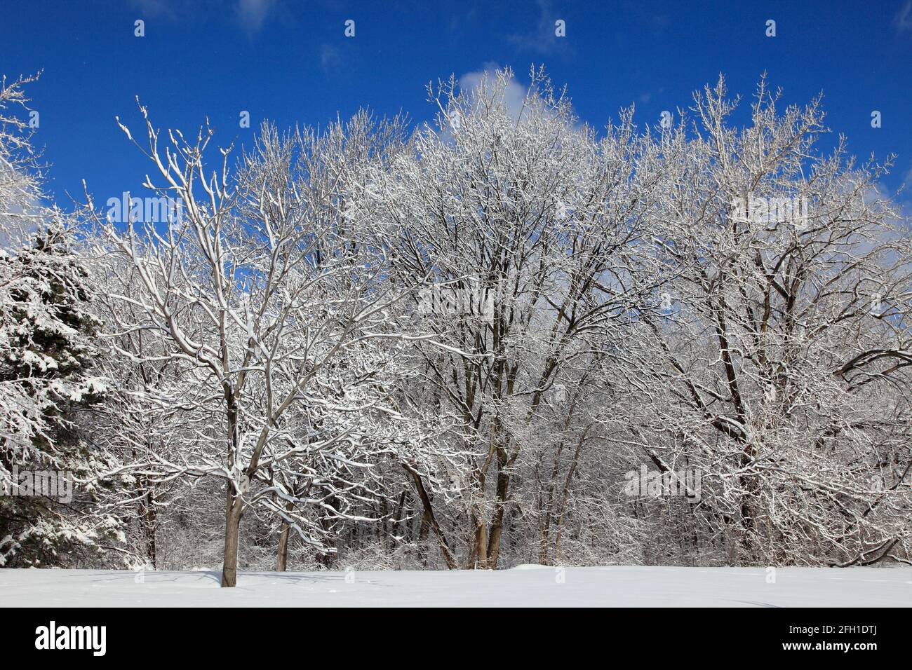 Winter; forest; snow; Montreal; Canada Stock Photo - Alamy