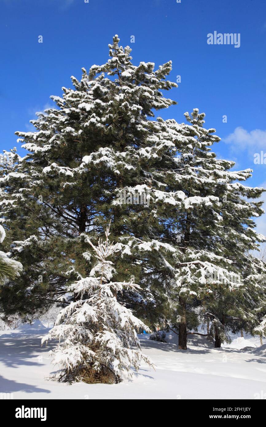 Winter; forest; snow; Montreal; Canada Stock Photo - Alamy