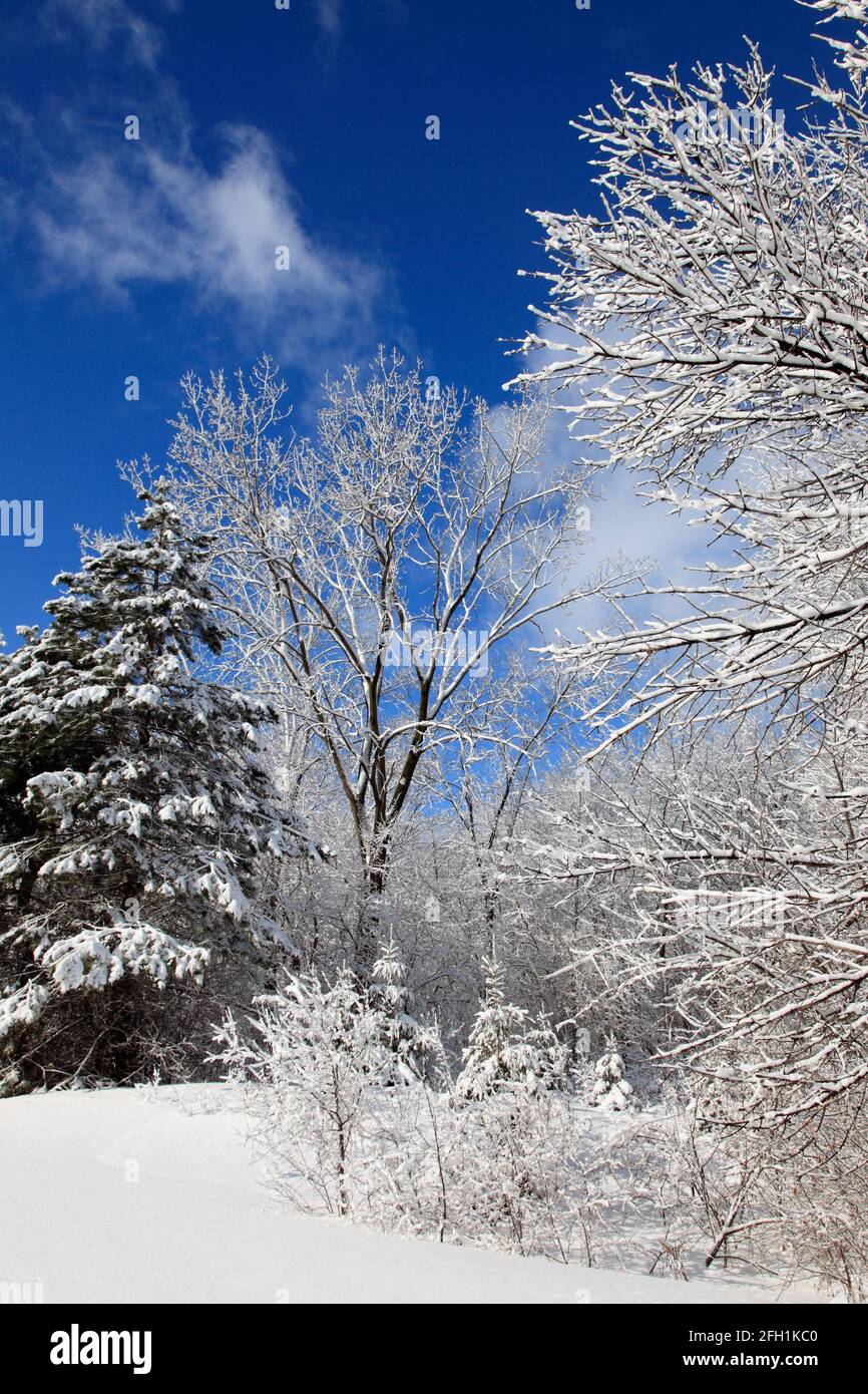 Winter; forest; snow; Montreal; Canada Stock Photo - Alamy