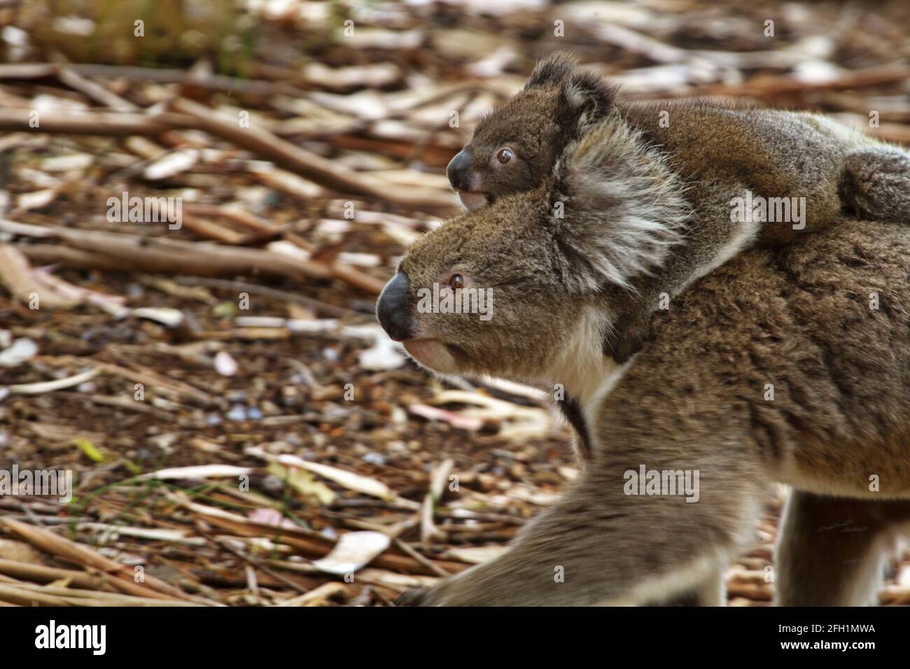Cute koala baby clings tightly and rides on striding mother at Hanson Bay Wildlife Sanctuary on ...