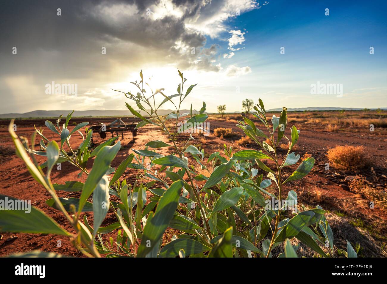 Plant at the front of sunset Stock Photo - Alamy