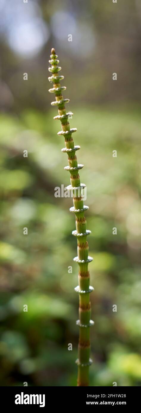 Equisetum hyemale hi-res stock photography and images - Alamy