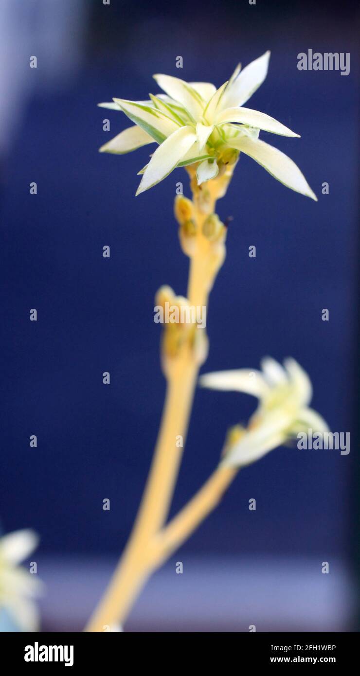 Spring, flower buds Stock Photo - Alamy