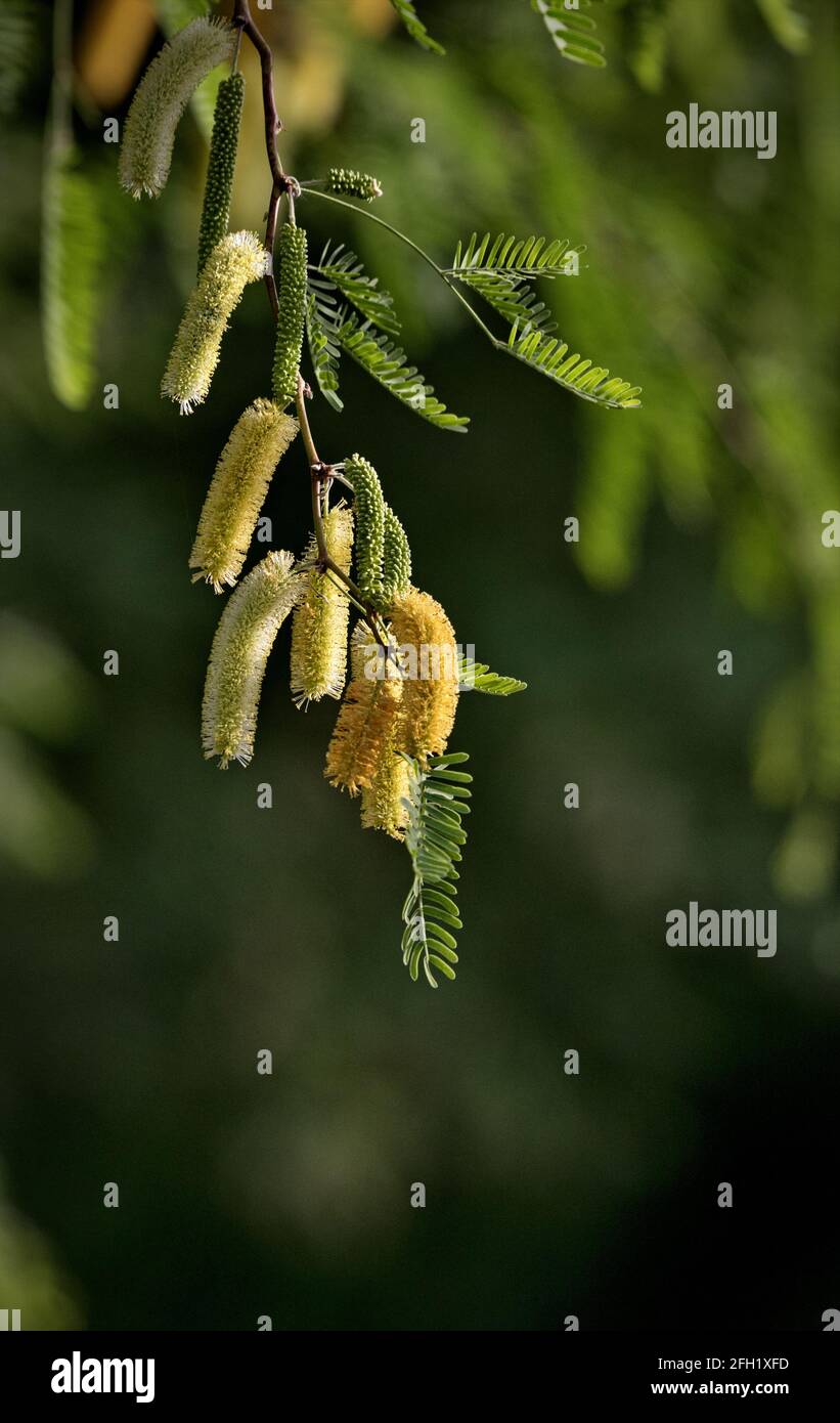 Mesquite tree arizona hi-res stock photography and images - Alamy