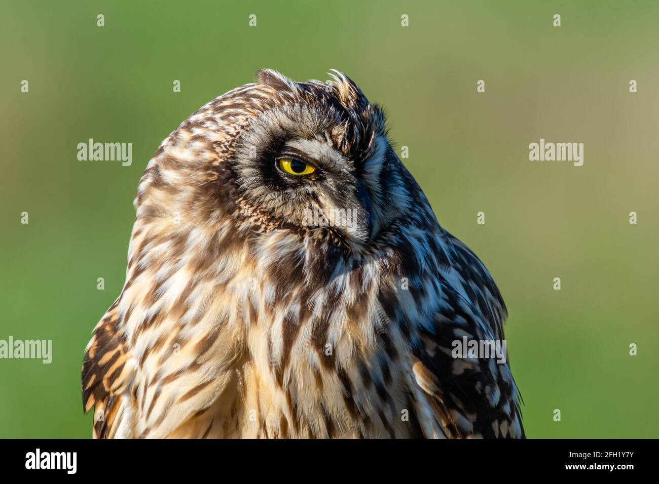 Owl close up side view Stock Photo - Alamy