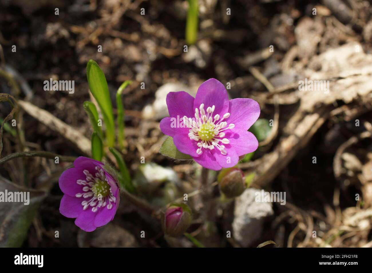 Garden pink hepatics Anemone hepatica (common hepatica, liverwort ...
