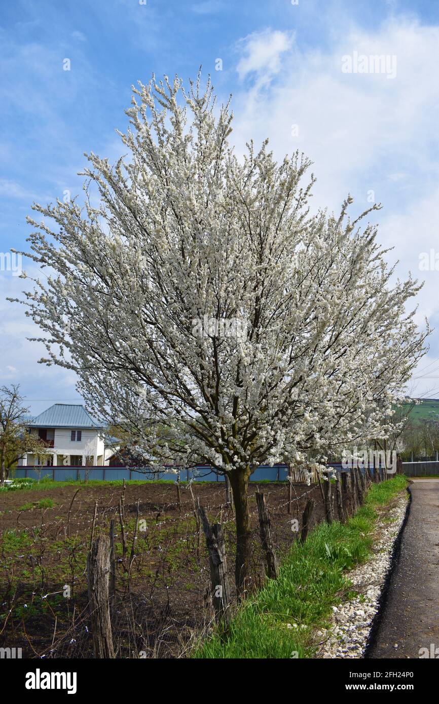 Natural tree with white petals Stock Photo - Alamy