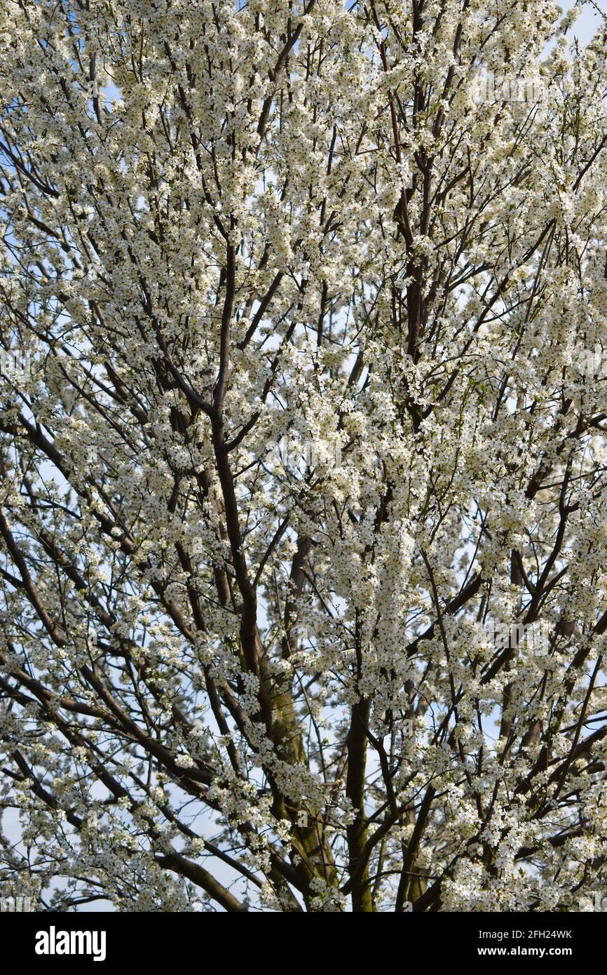 Natural tree with white petals Stock Photo - Alamy