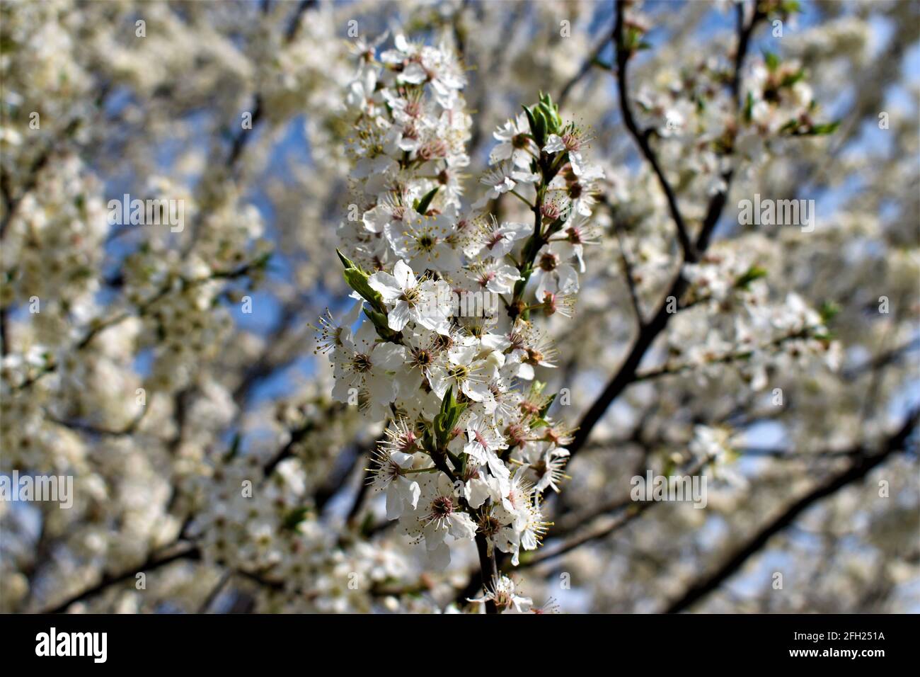 Natural tree with white petals Stock Photo - Alamy