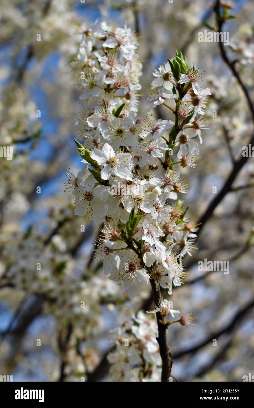 Natural tree with white petals Stock Photo - Alamy