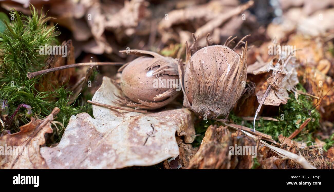The hazelnuts on forest floor Stock Photo - Alamy