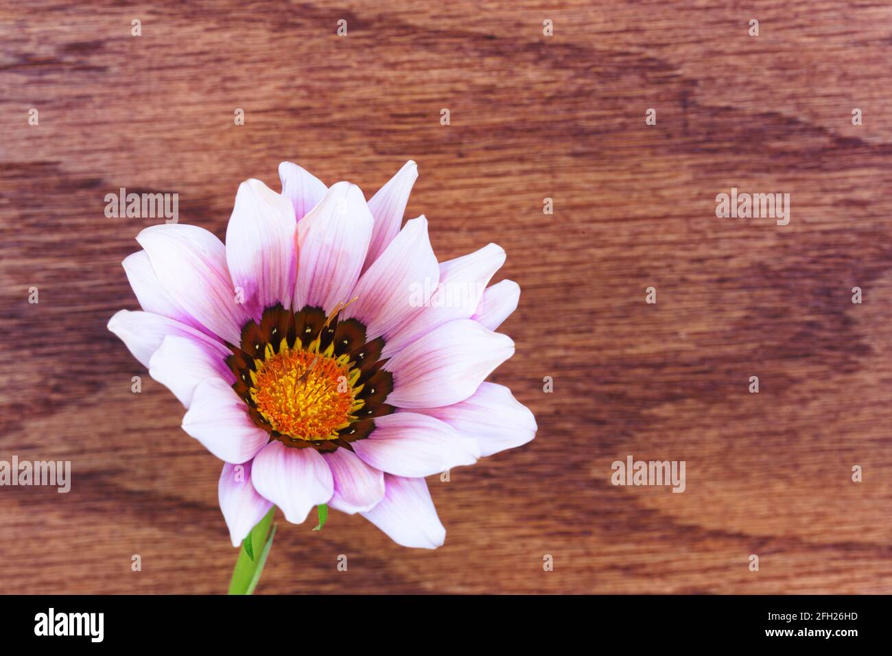 Horizontal background with ample copy space on right displays fresh ...