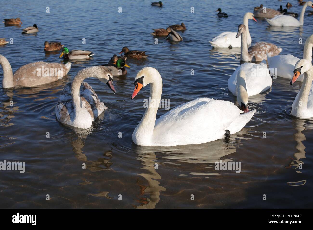 Many swans and ducks in winter on the reservoir near the shore Stock ...