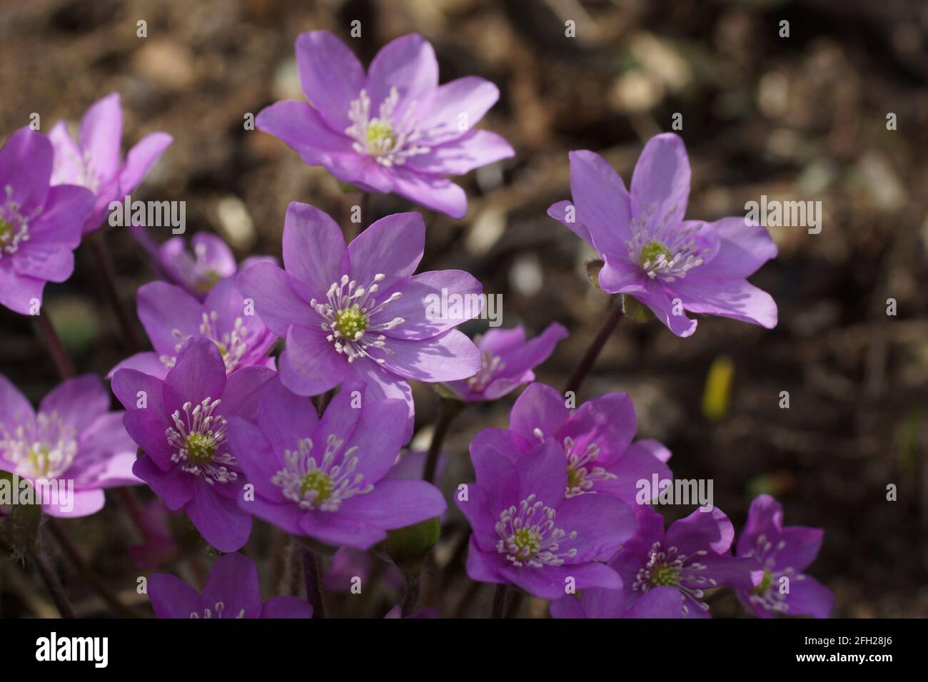 Garden pink hepatics Anemone hepatica (common hepatica, liverwort ...