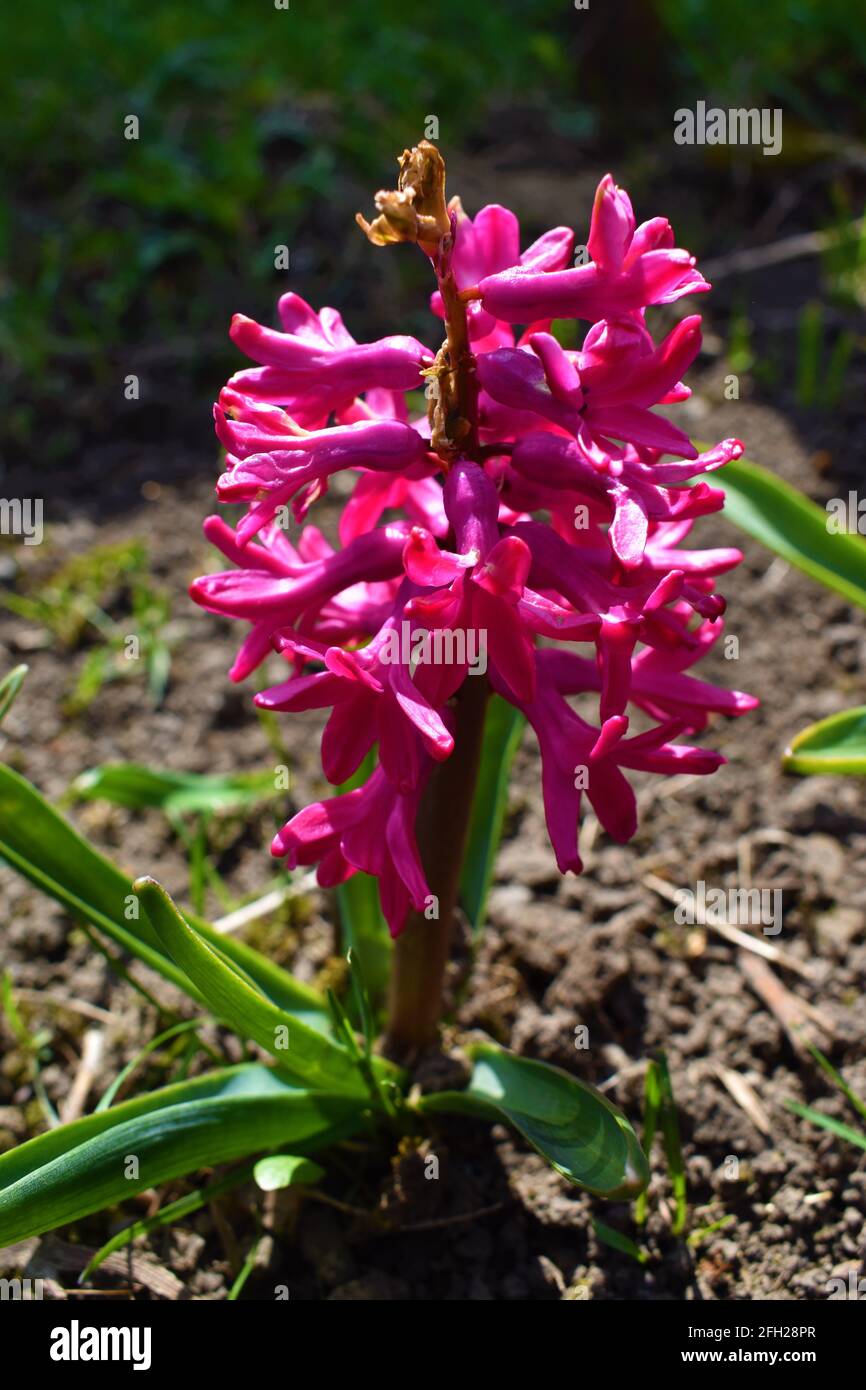 Pink natural hyacinths in the garden Stock Photo - Alamy