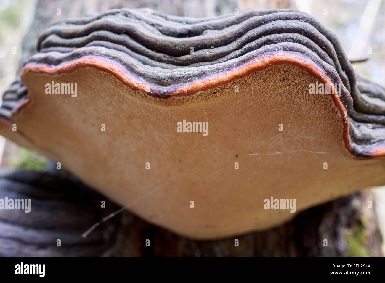Birch polypore layers in closeup Stock Photo - Alamy