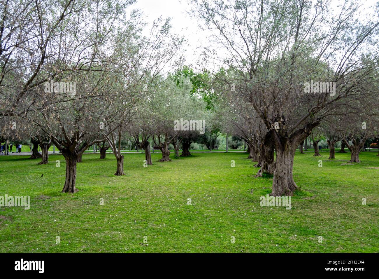 Olived tree hi-res stock photography and images - Alamy