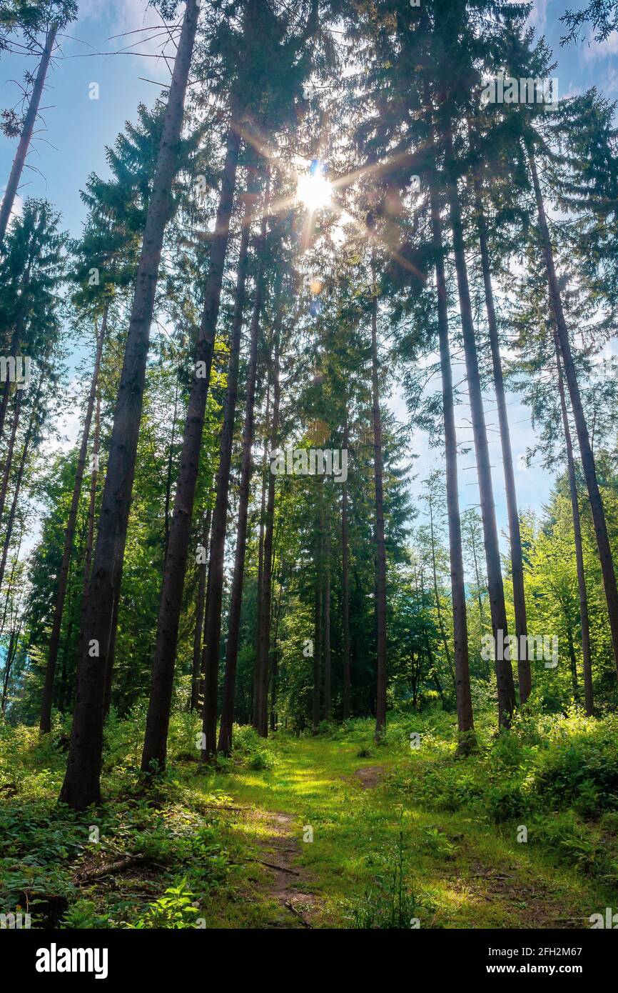 mixed forest on the sunny summer day. grassy ground in dappled light ...