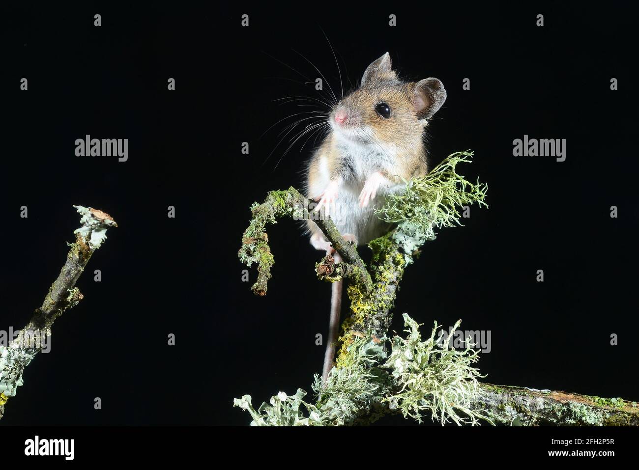 Adult wood mouse climbing Stock Photo - Alamy