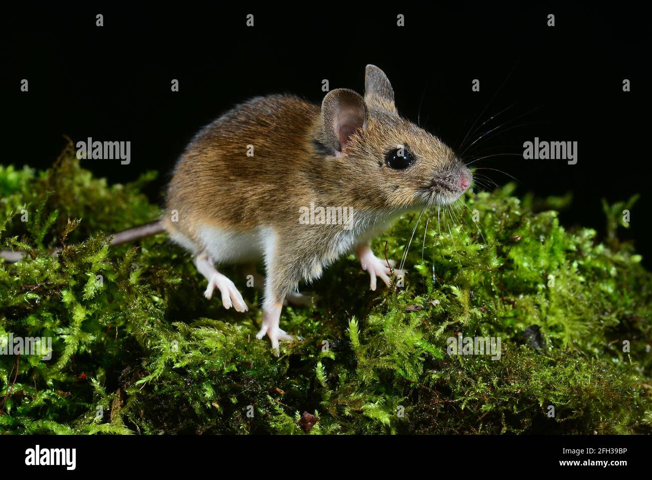 Adult wood mouse Stock Photo - Alamy