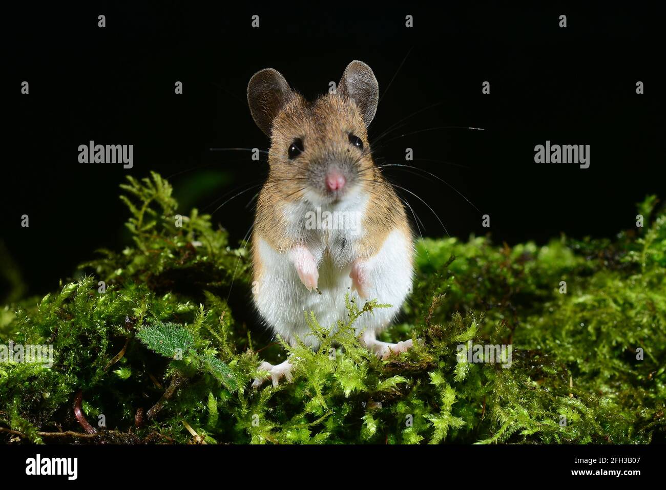 Adult wood mouse Stock Photo - Alamy