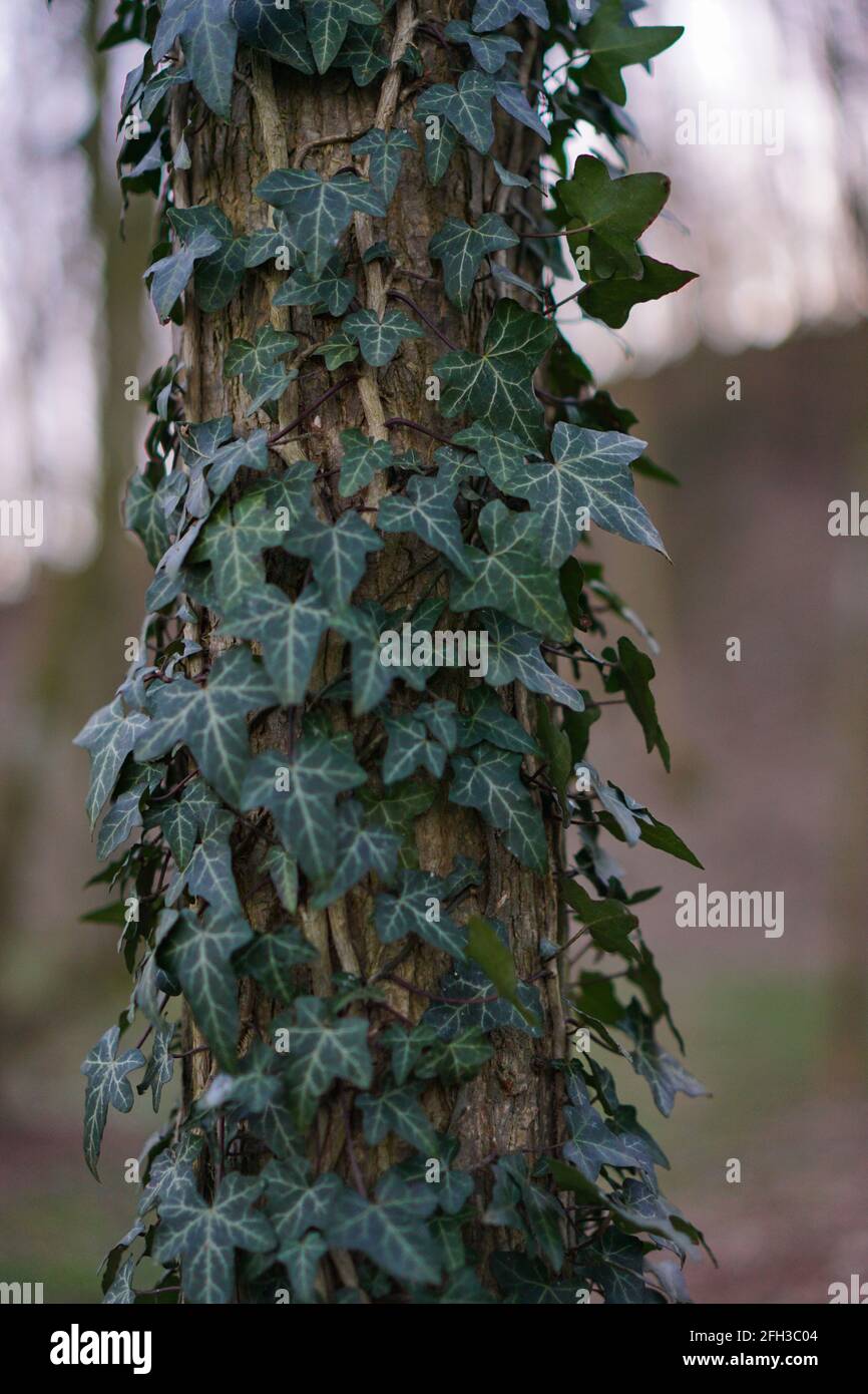 A vertical shot of common ivy in a forest during daylight Stock Photo ...