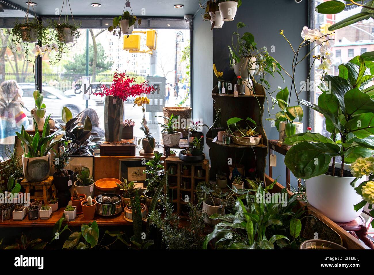 Inside of a small local store with many plants and flowers. Beautiful ...