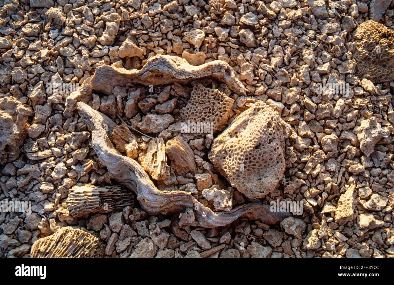 Giant Clam Beach High Resolution Stock Photography and Images - Alamy