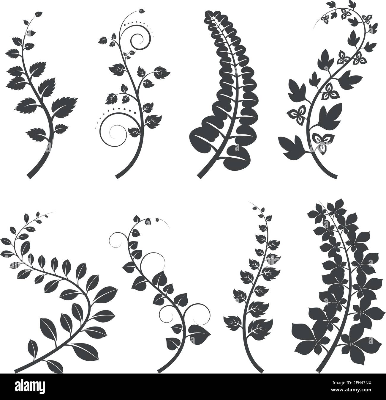 Curly branches with leaves silhouettes on white background. Plant ...