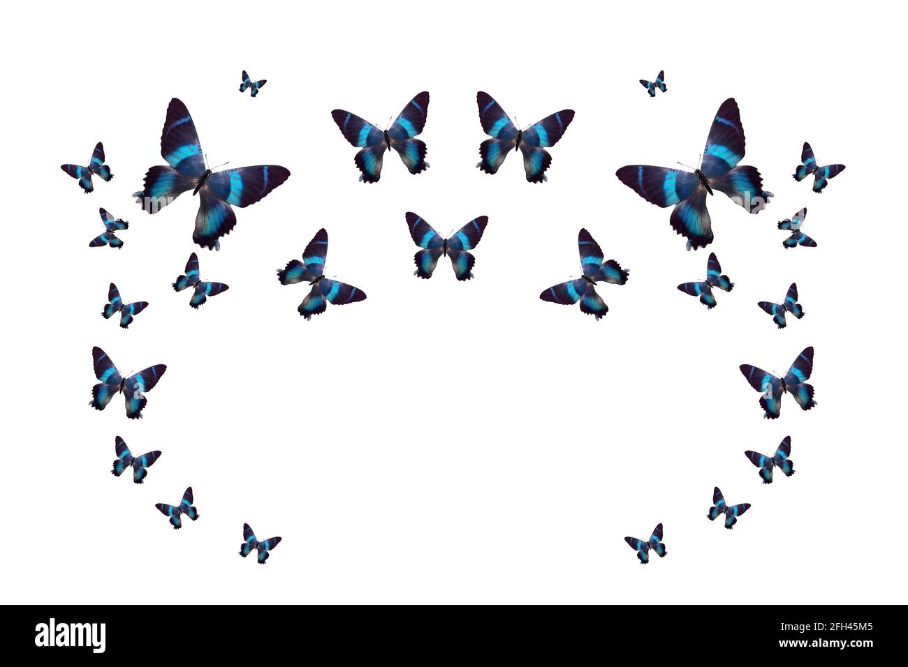 tropical flock of flying colored butterflies isolated on white. blue ...