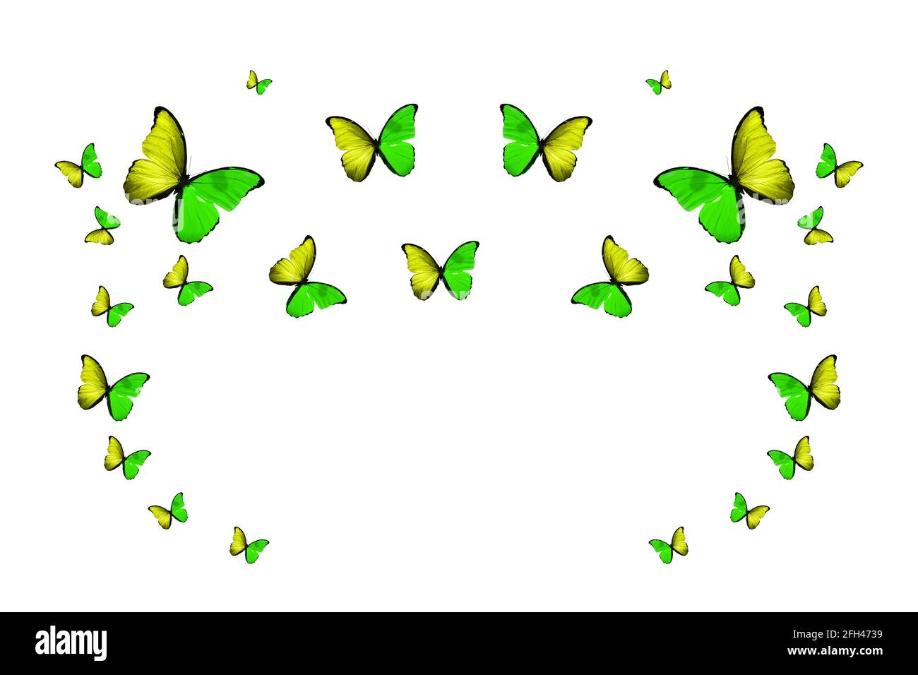 tropical flock of flying colored butterflies isolated on white ...