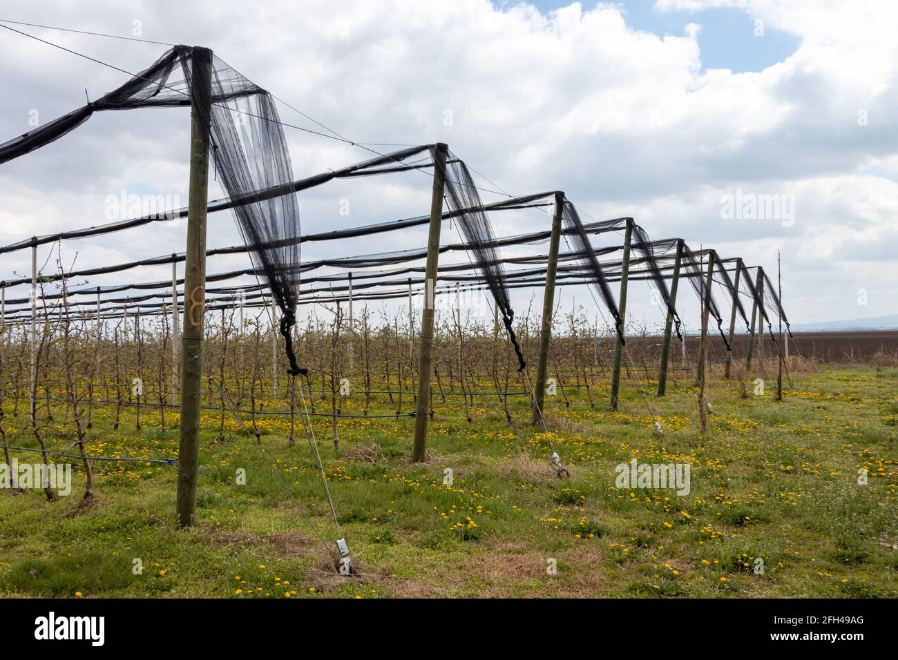 Anti-hail net for apple tree plantation with Golden Delicious apple ...