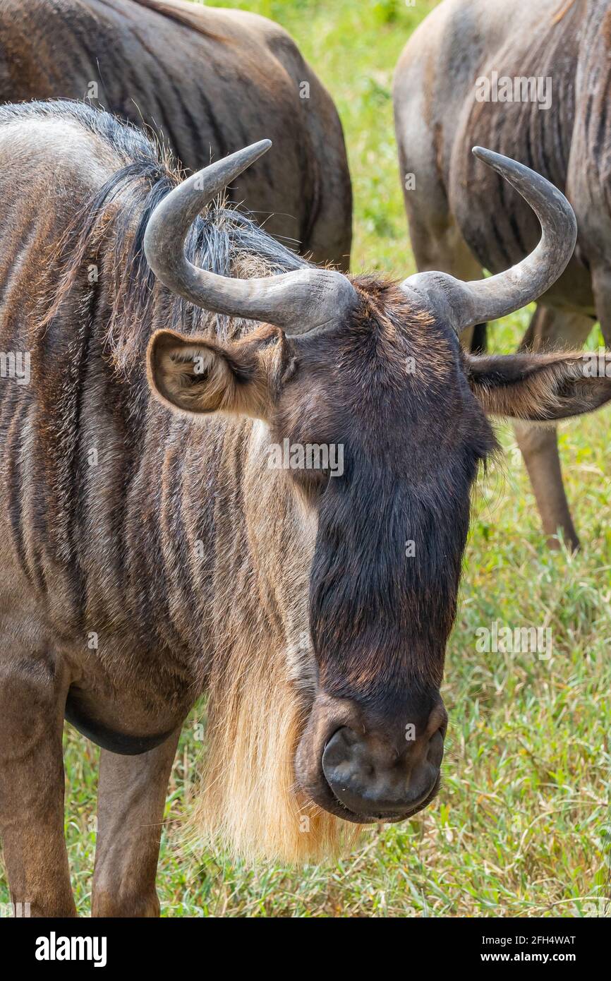 Vertical close up of a Gnu at the Ngorongoro Consevation Centre, Crater, Tanzania Stock Photo ...