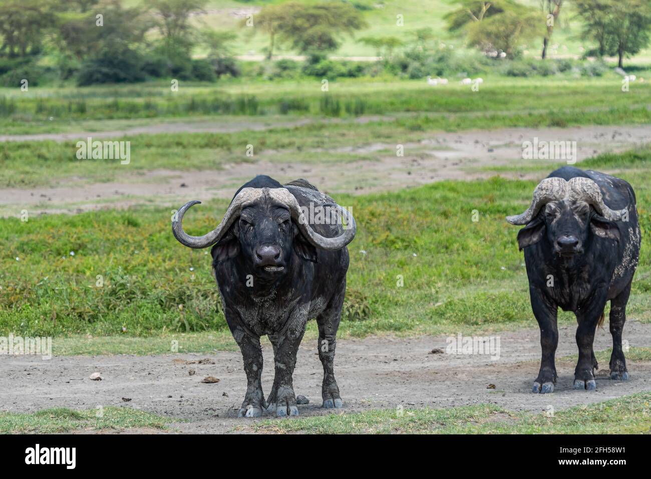Two buffalos looking to the camera, Ngorongoro Conservation Area ...
