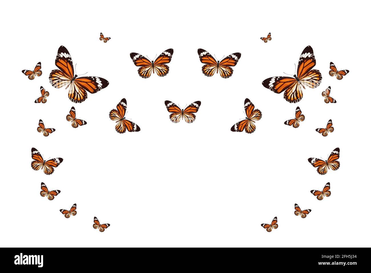 tropical flock of flying colored butterflies isolated on white. yellow ...