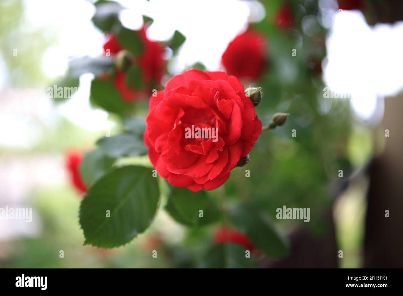 beautiful rosebuds bloom in our garden and are pleasing to the eye ...
