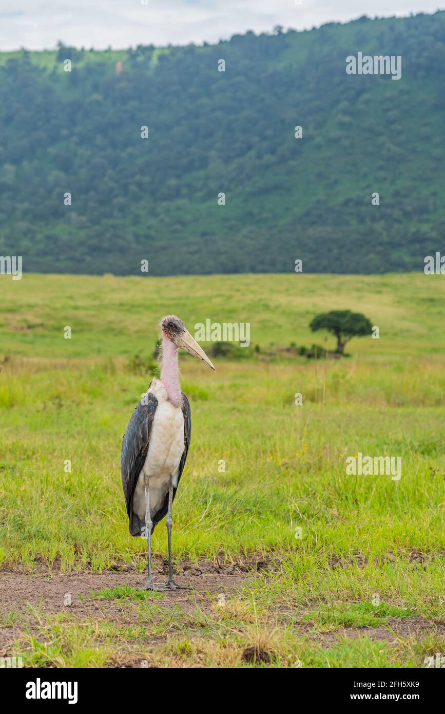 African birds. Stork Marabou at Ngorongoro Conservation Centre ...