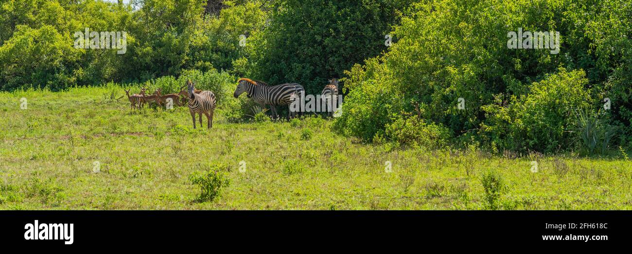 Group of zebras standing on green grass surrounded by trees at Lake ...