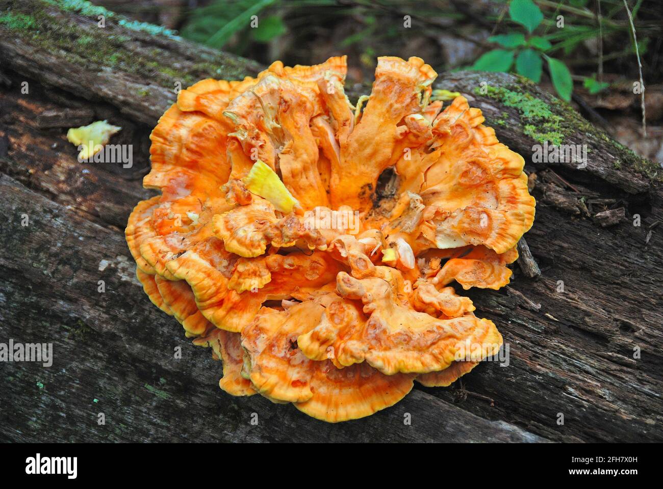 Very Colorful Tree Fungus in the Forest in Shenandoah National Park in ...