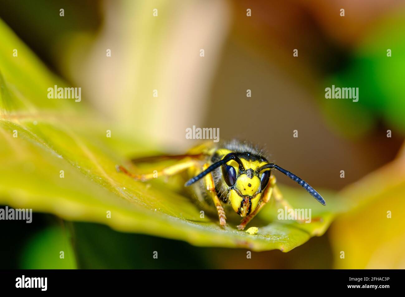 Wasp yellow jacket spider hi-res stock photography and images - Alamy