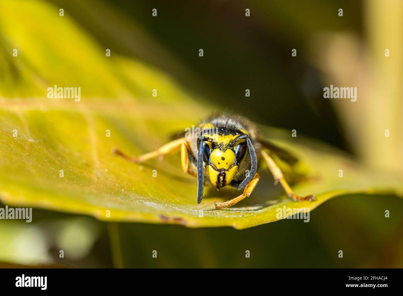 Wasp yellow jacket spider hi-res stock photography and images - Alamy