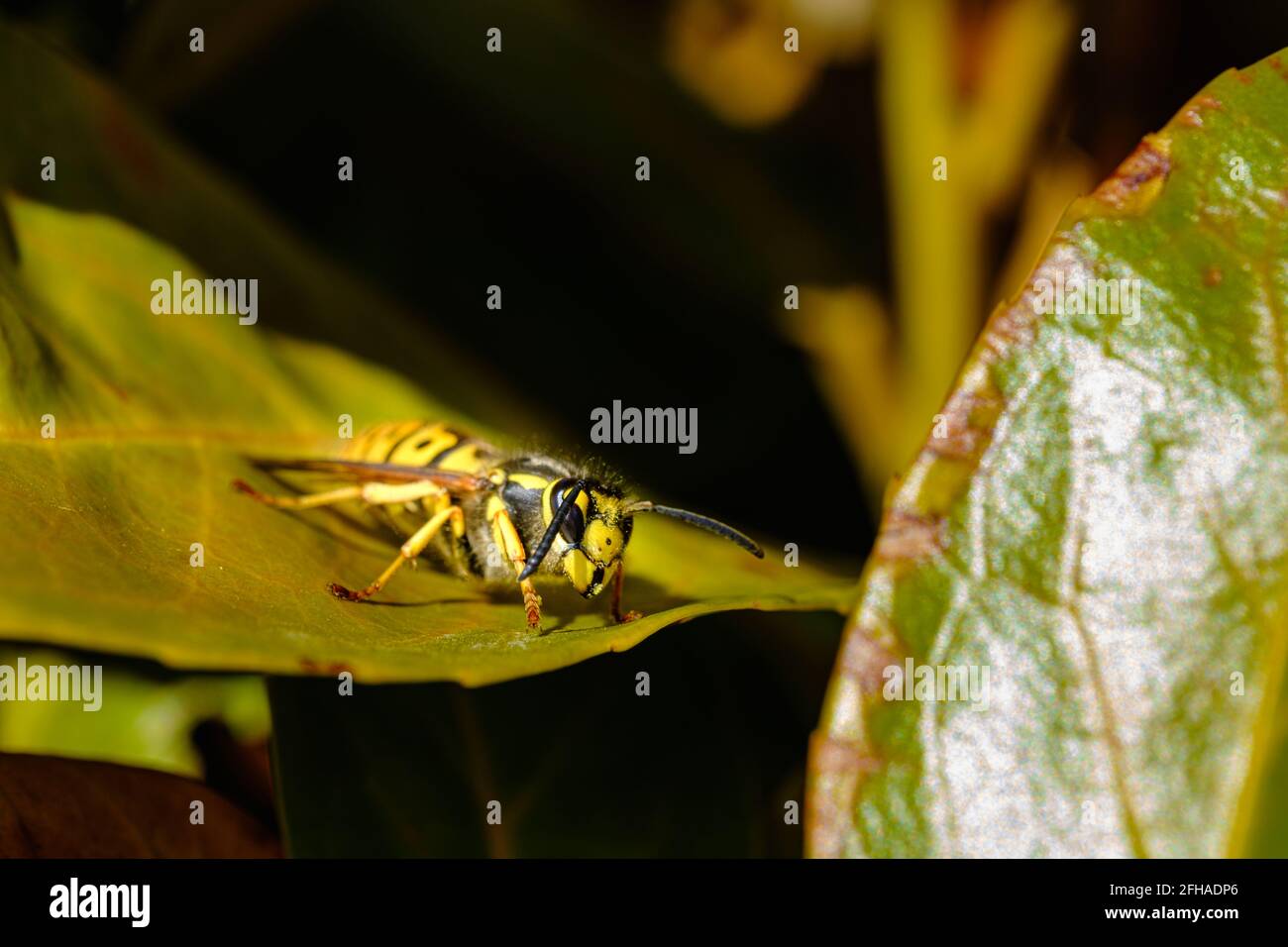 Wasp yellow jacket spider hi-res stock photography and images - Alamy