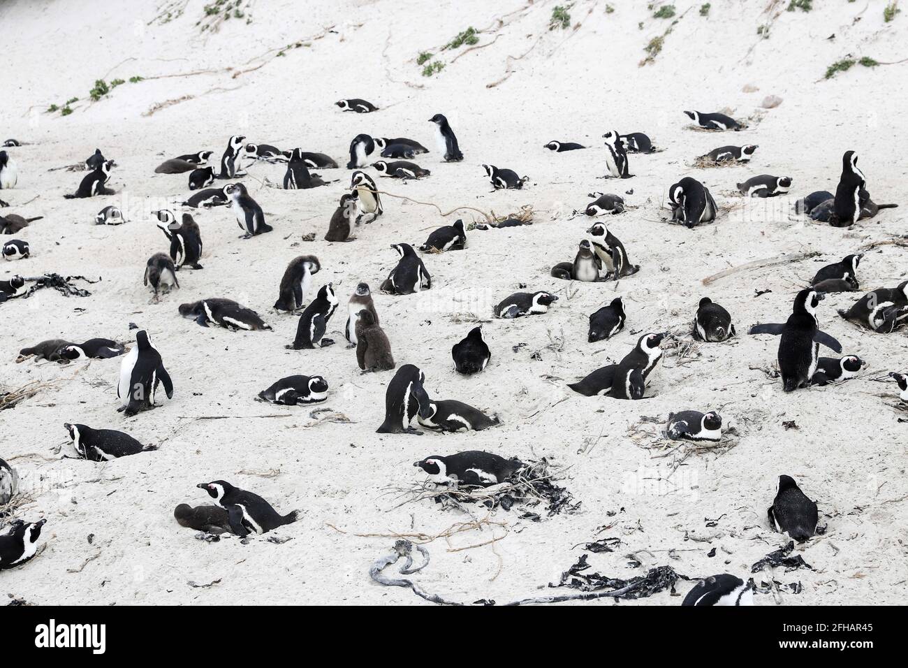 African Penguins Habitat