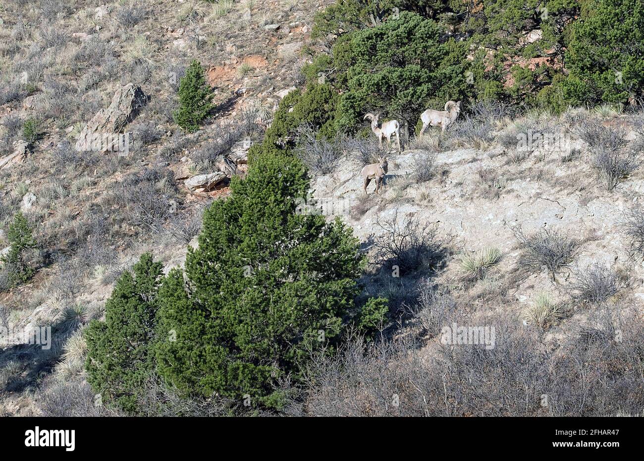 April 24, 2021: The resident herd of Rocky Mountain big horn sheep in ...