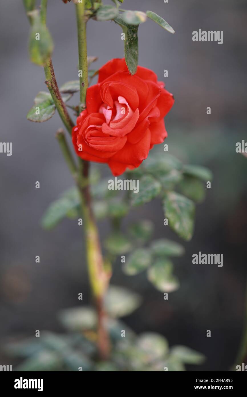 the scarlet red rose bloomed in the botanical garden Stock Photo - Alamy