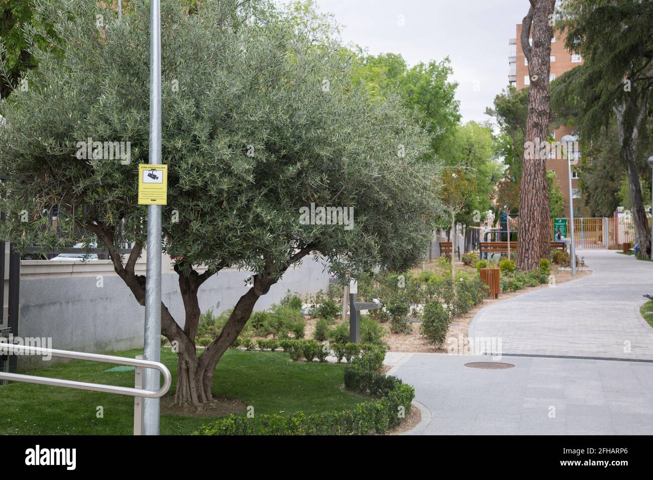 Olive Tree in Bravo Murillo Park; Madrid; Spain Stock Photo - Alamy