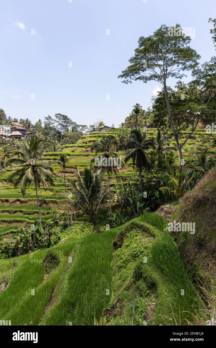 Lush abundant rice fields growing on hilly terrain in tropical ...
