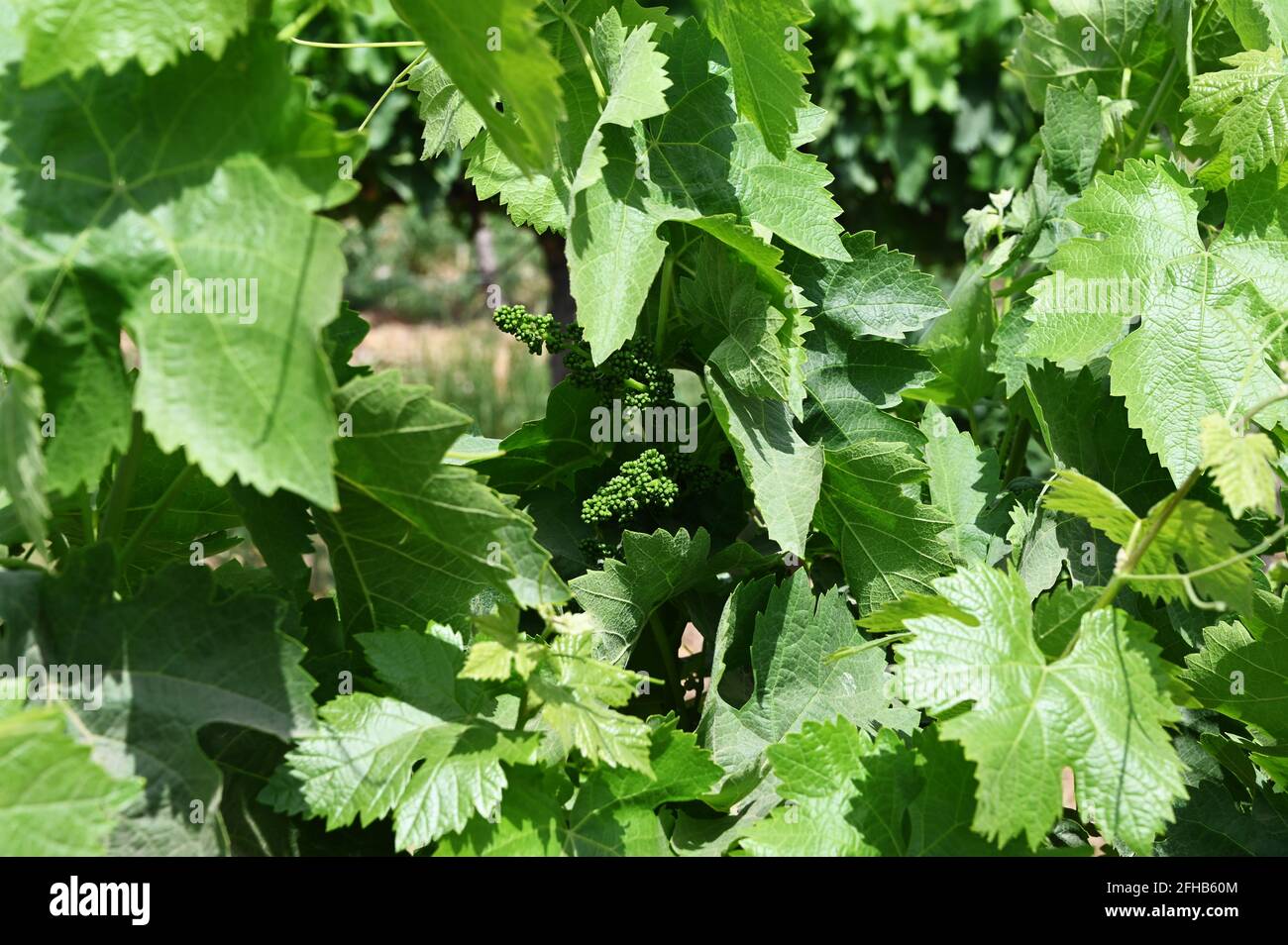 grape growing on the grapevine Stock Photo - Alamy