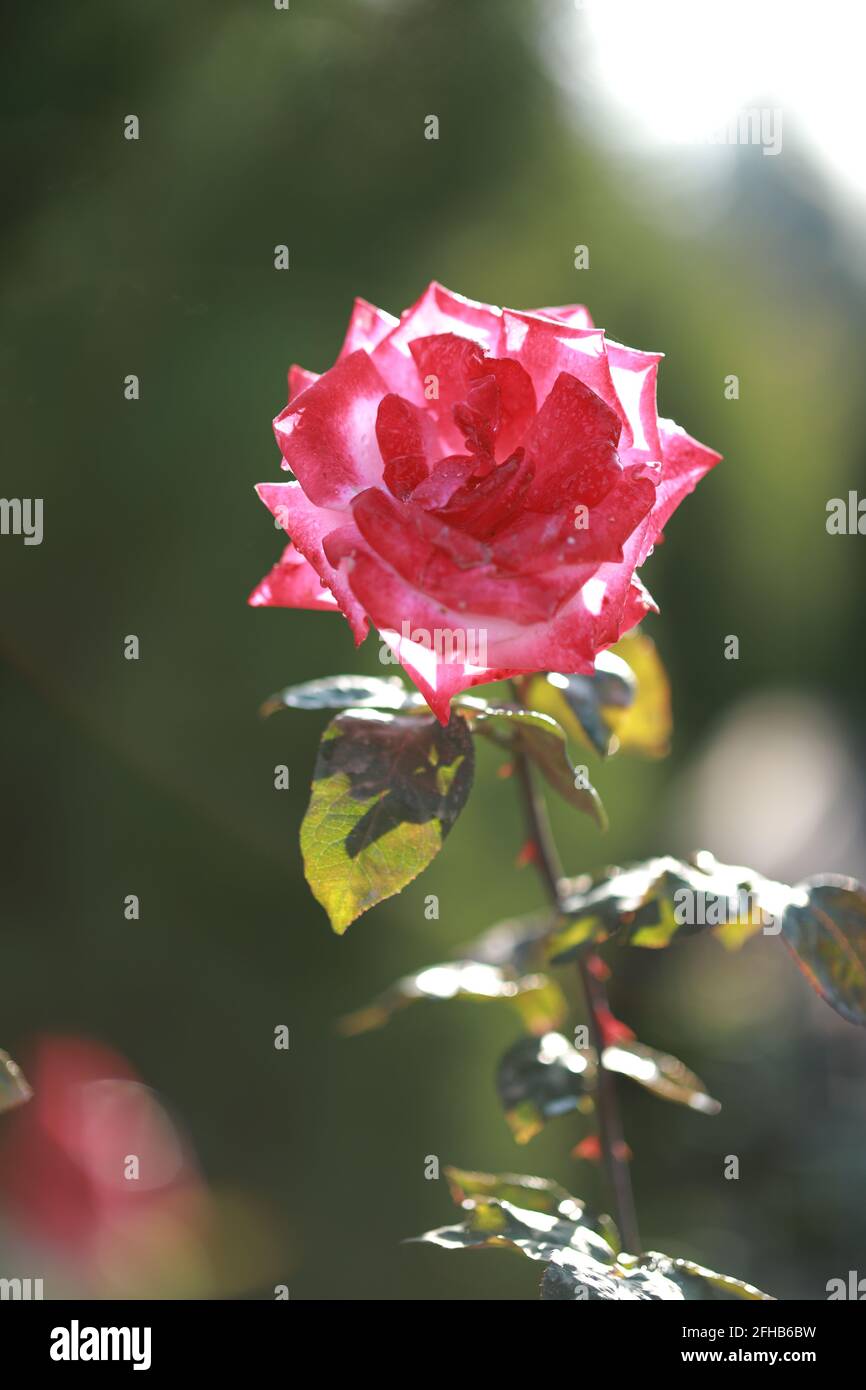 a beautiful rose blooms in our garden Stock Photo - Alamy